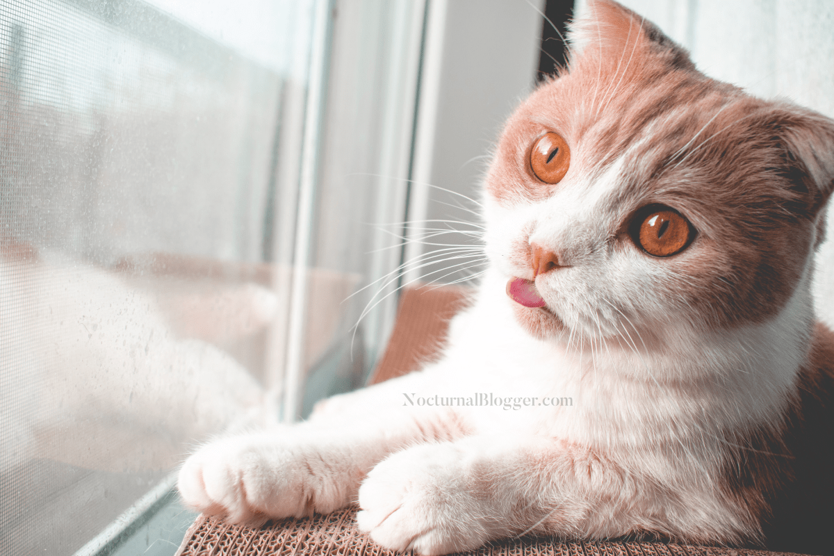 Ways to help your cat’s stuffy nose during the cold months – Nocturnal ...